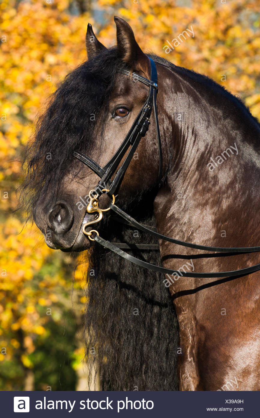 Curb Bit High Resolution Stock Photography and Images - Alamy