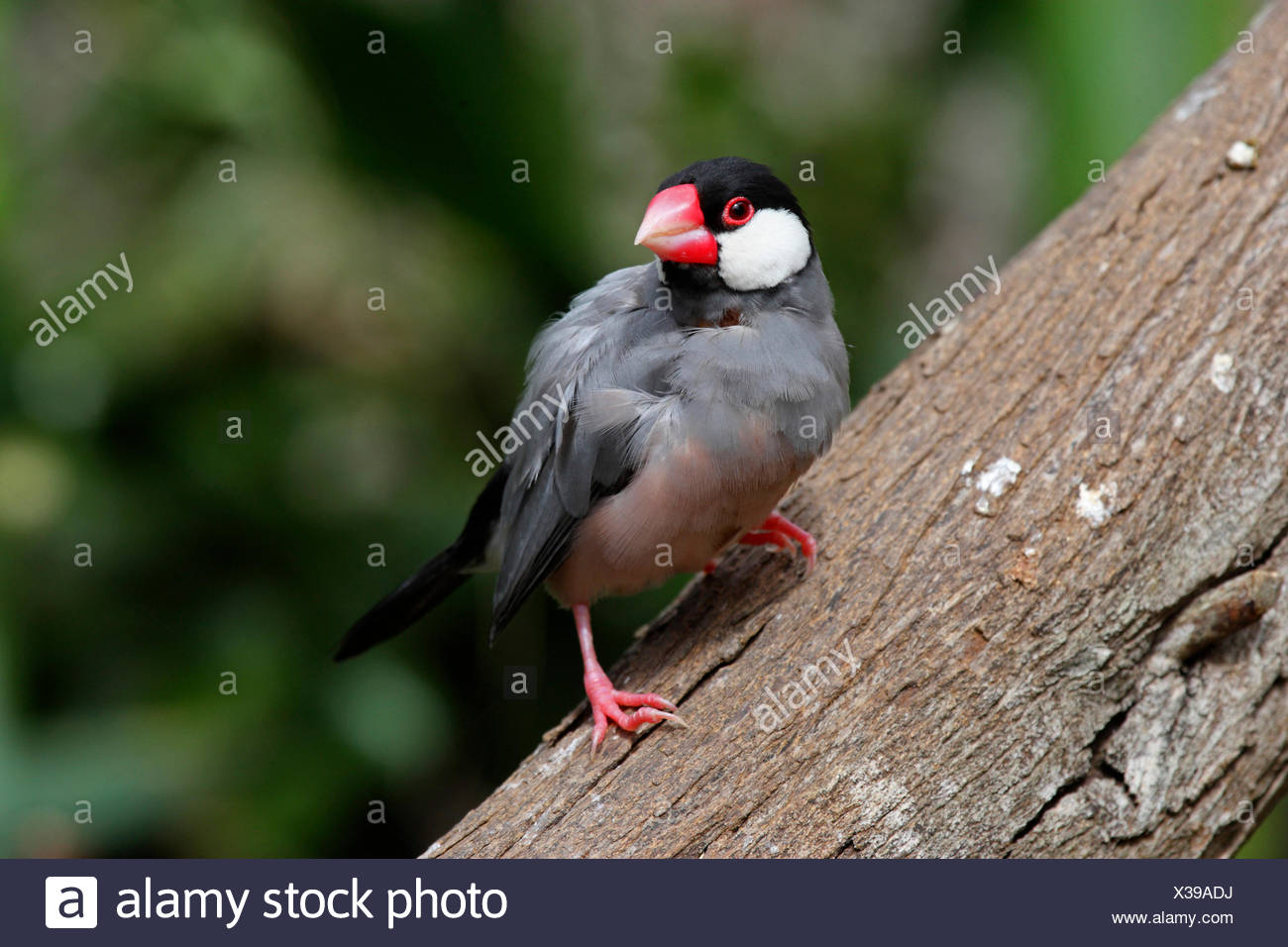 Java Finch Stock Photos & Java Finch Stock Images - Alamy