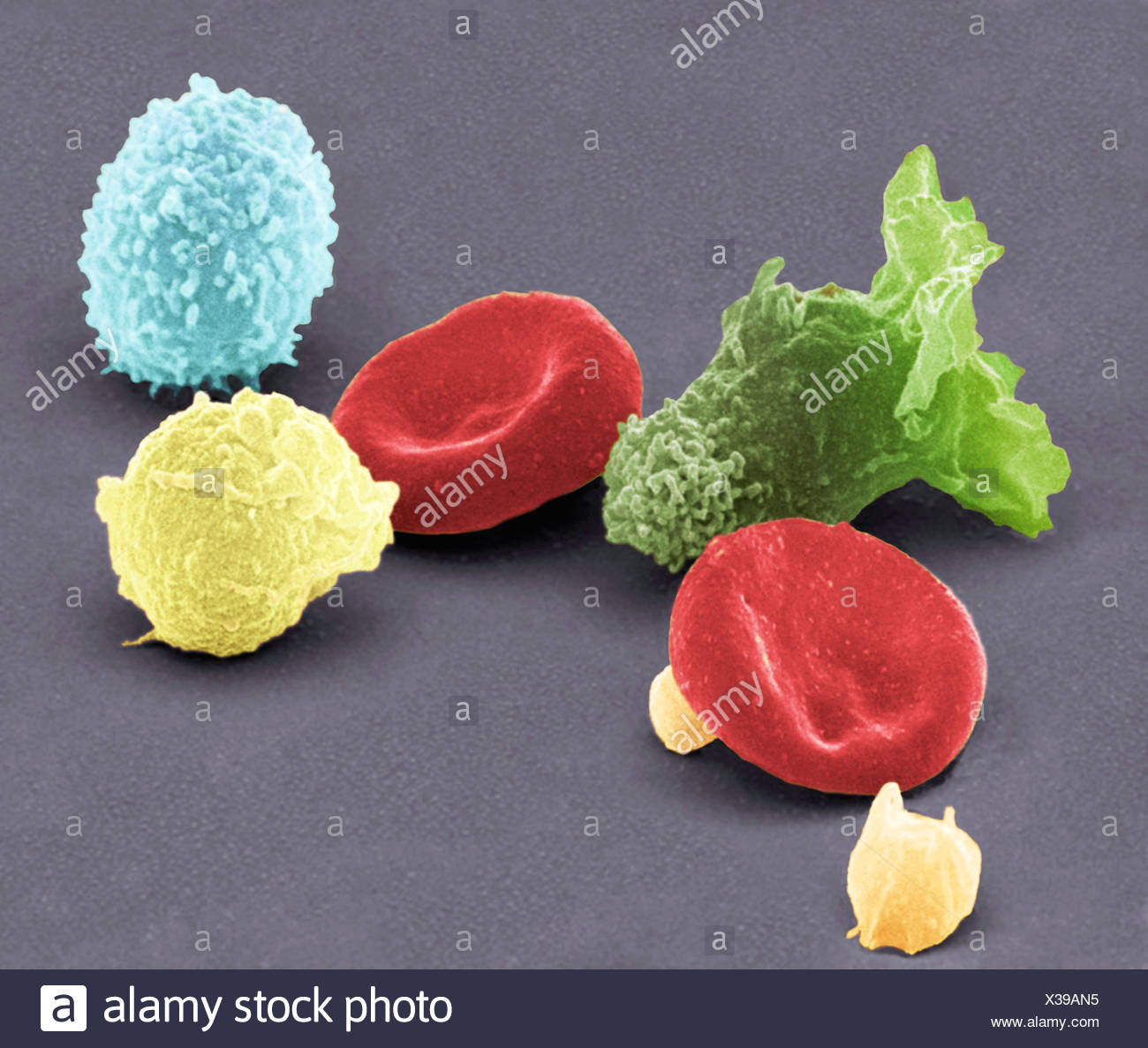 Human Cells Microscope High Resolution Stock Photography and Images - Alamy