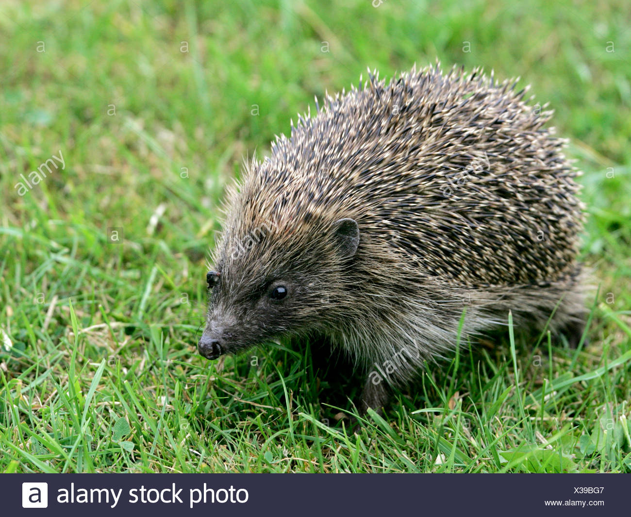 Hedgehog Running Stock Photos & Hedgehog Running Stock Images - Alamy