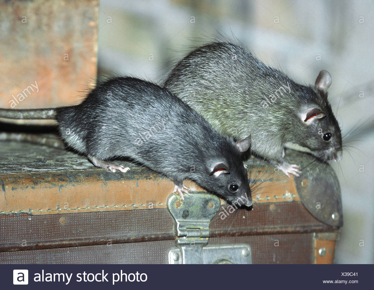 Rattus Rattus Black Rat Stock Photos & Rattus Rattus Black Rat Stock ...