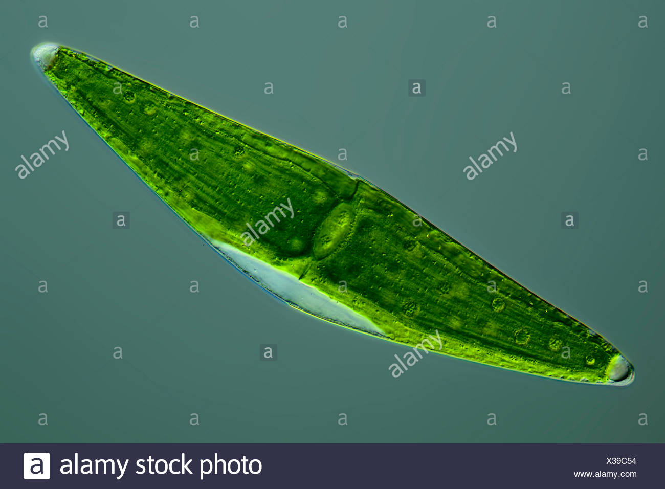 Closterium High Resolution Stock Photography and Images - Alamy