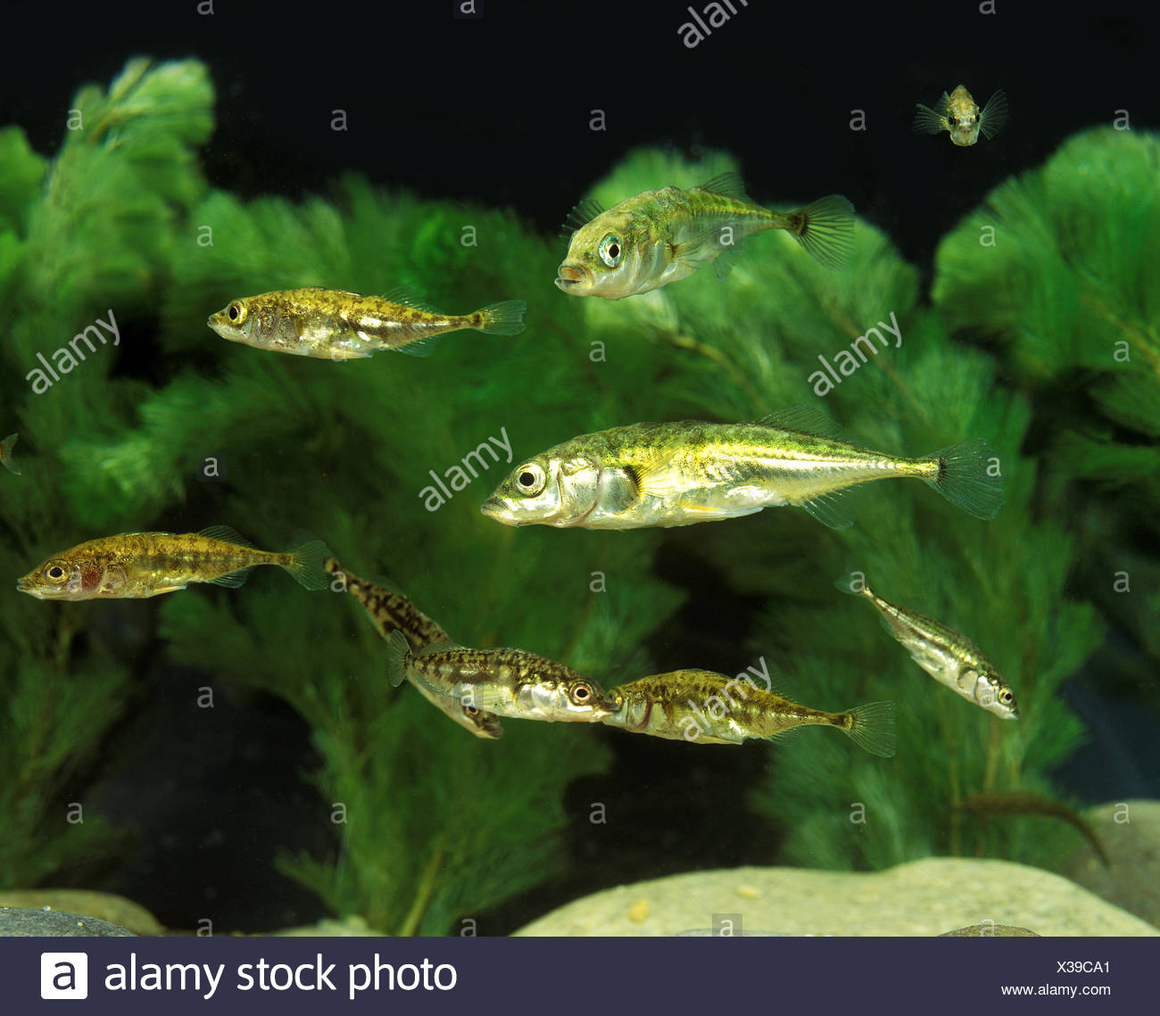 Gasterosteus High Resolution Stock Photography and Images - Alamy