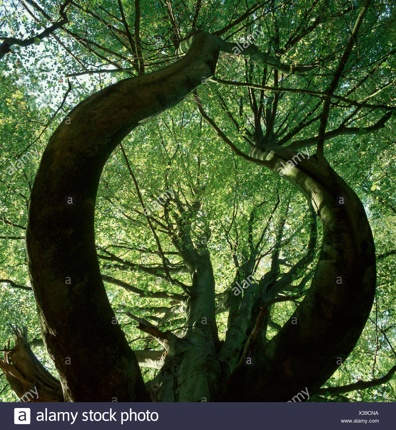 Twisted Beech Tree Silhouette High Resolution Stock Photography and ...