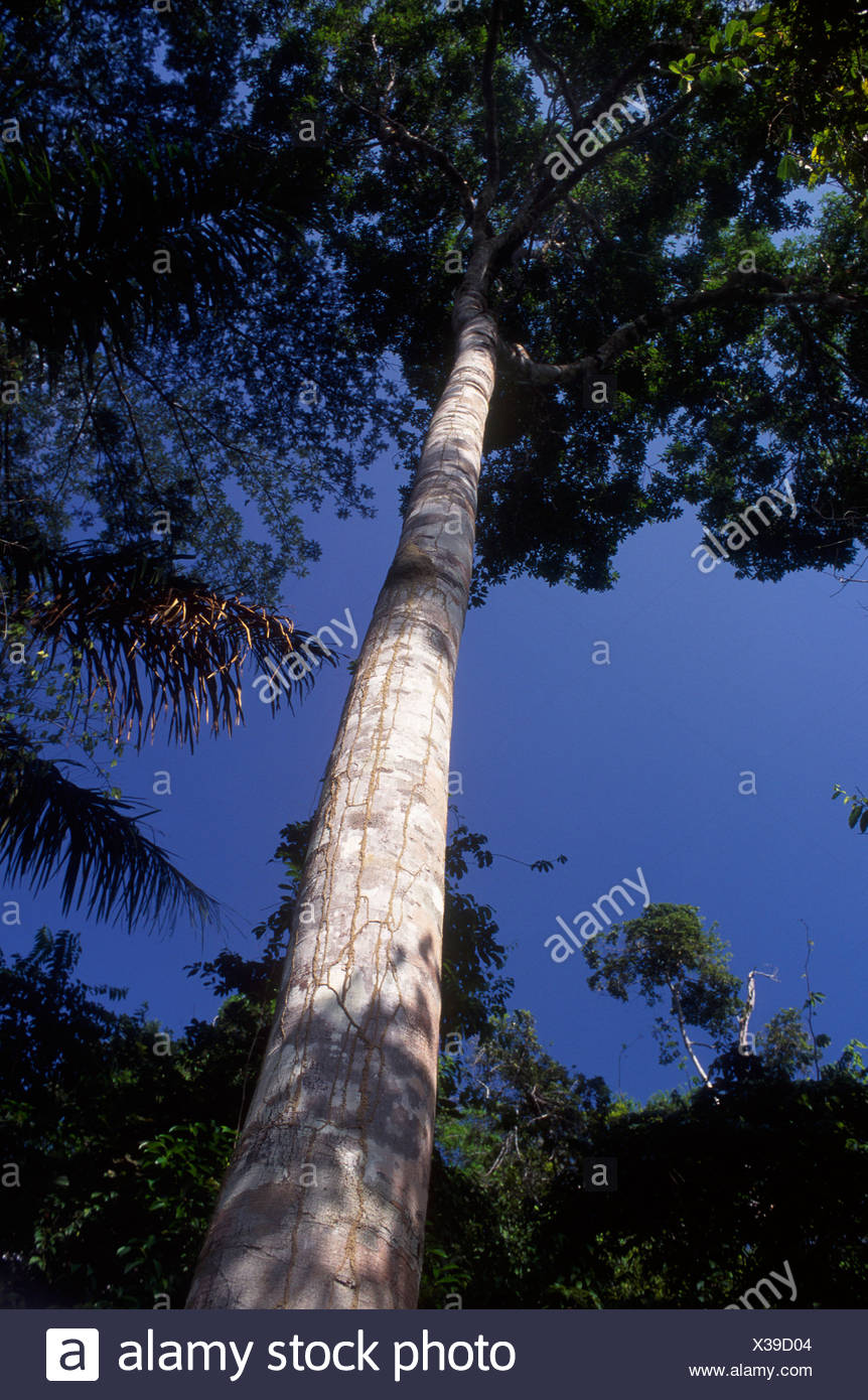 Amapa Tree High Resolution Stock Photography and Images - Alamy