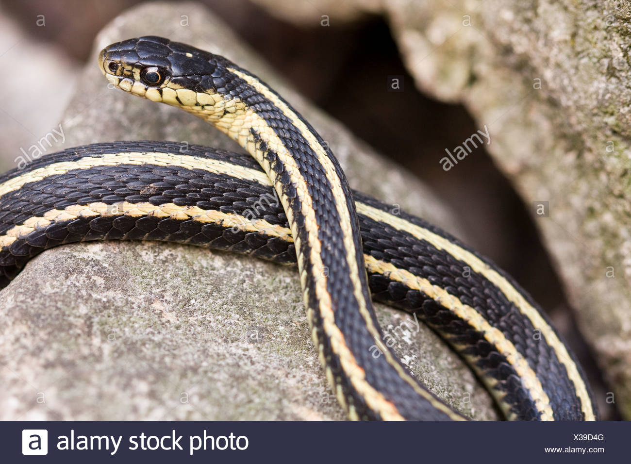 Canadian Snakes High Resolution Stock Photography and Images - Alamy