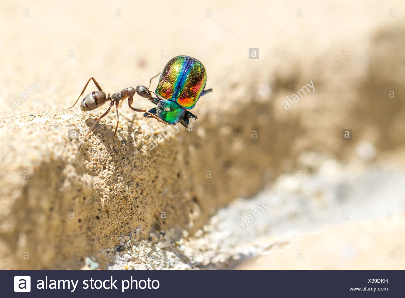 Ant Beetle High Resolution Stock Photography and Images - Alamy
