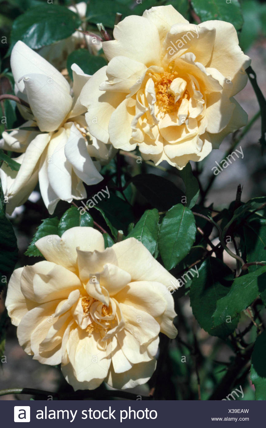 Francesca Rose High Resolution Stock Photography and Images - Alamy