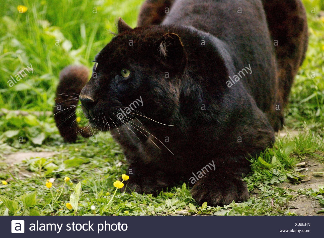 Black Leopard Or Black Panther Panthera Pardus High Resolution Stock ...