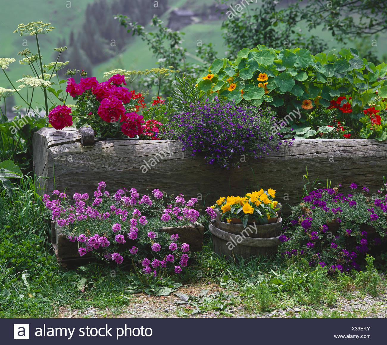 Flower Trough Stock Photos & Flower Trough Stock Images - Alamy