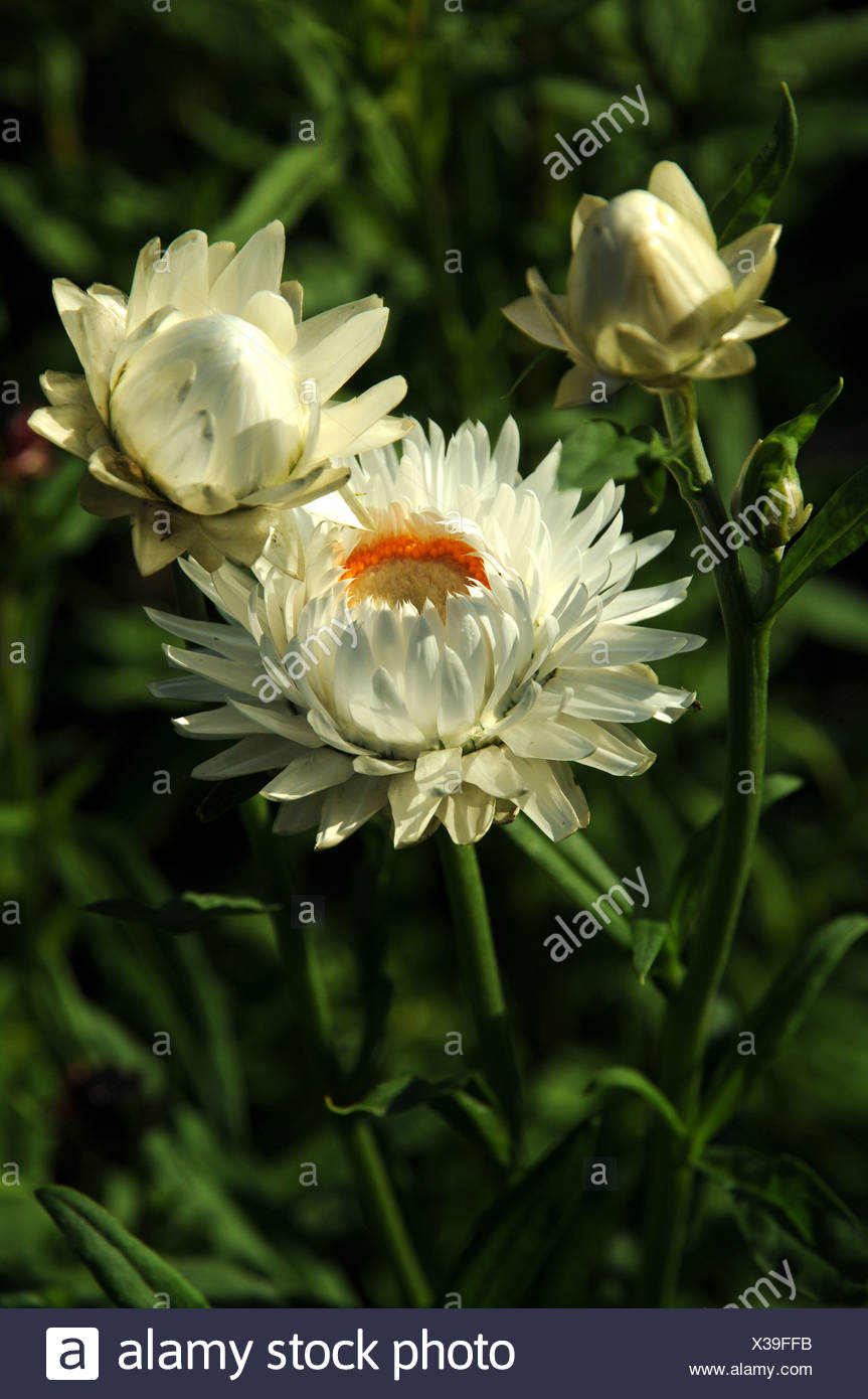 Everlasting Daisy Stock Photos & Everlasting Daisy Stock Images - Alamy