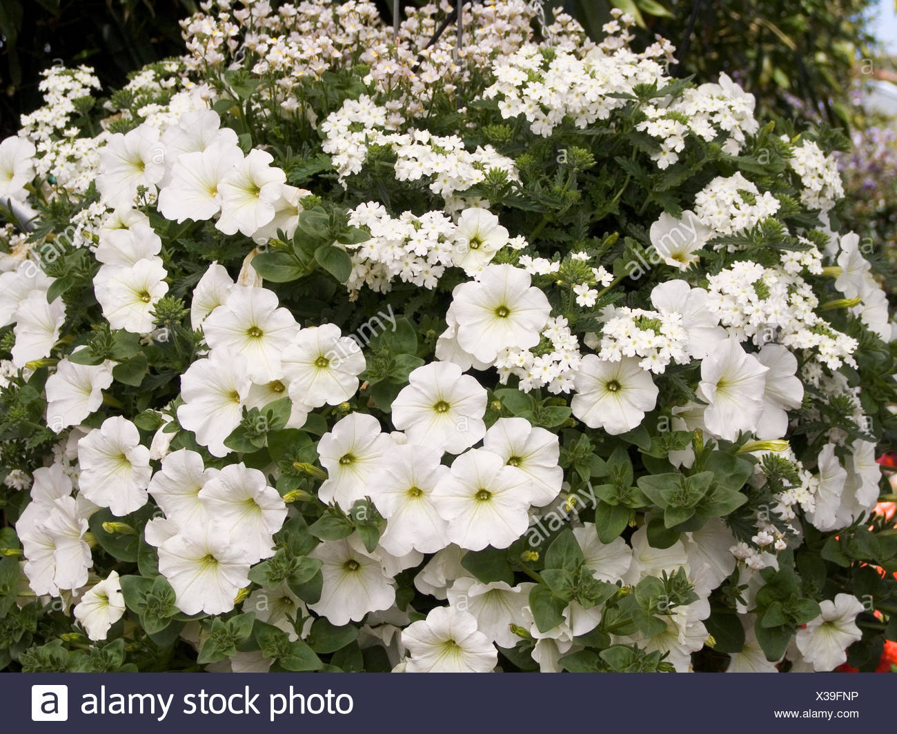 Supertunia Stock Photos & Supertunia Stock Images - Alamy
