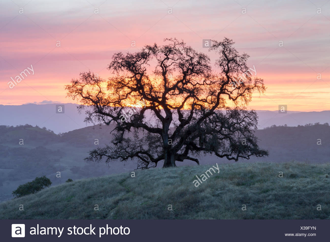Oak Tree Silhouette High Resolution Stock Photography and Images - Alamy