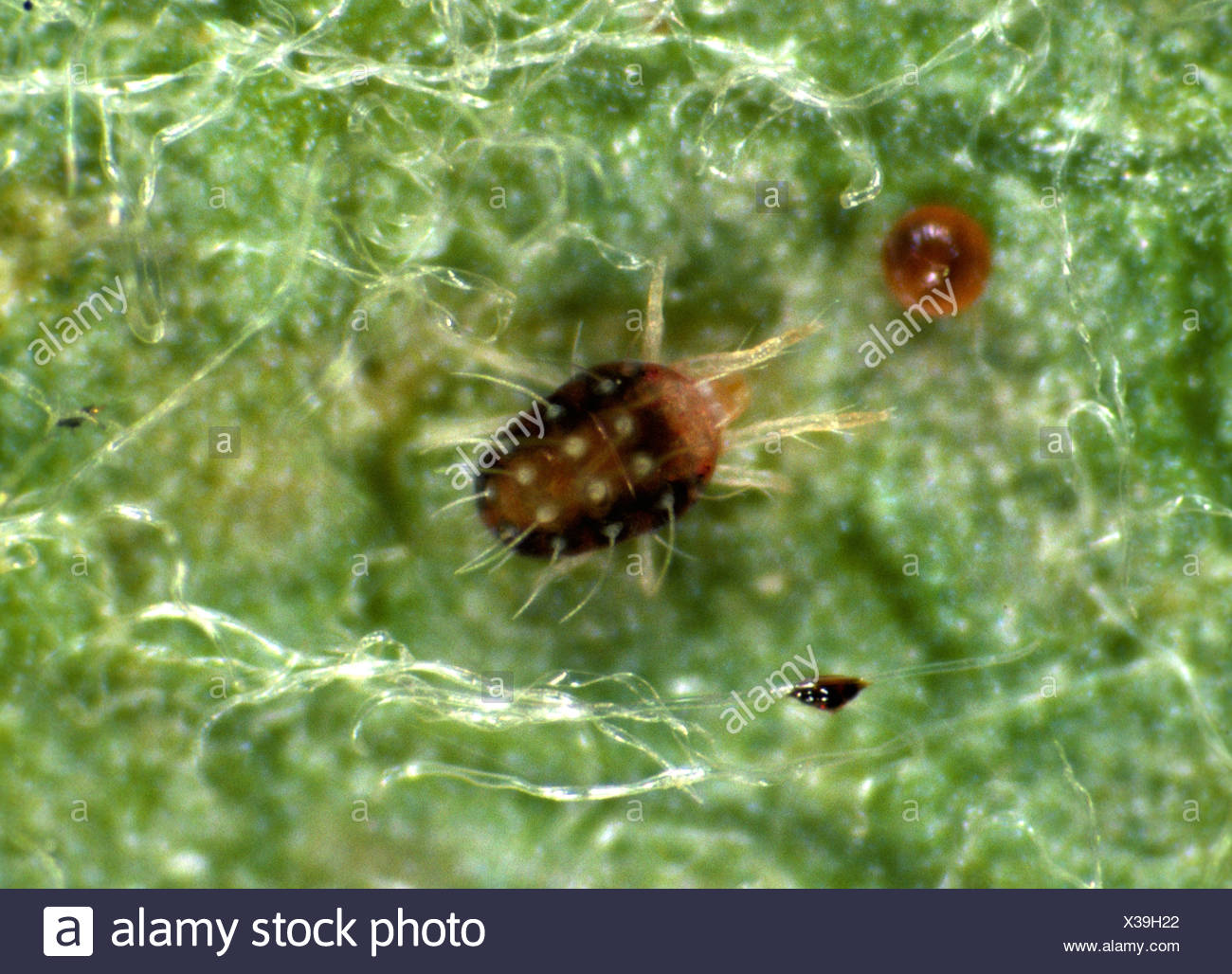Fruit Tree Red Spider Mite High Resolution Stock Photography and Images ...
