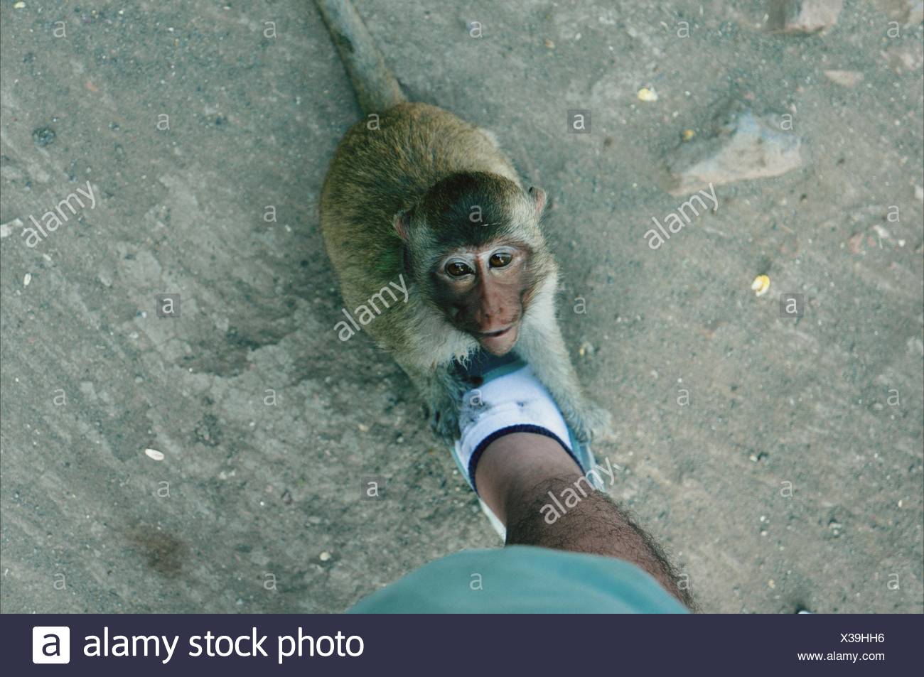 Monkey Human High Resolution Stock Photography and Images - Alamy