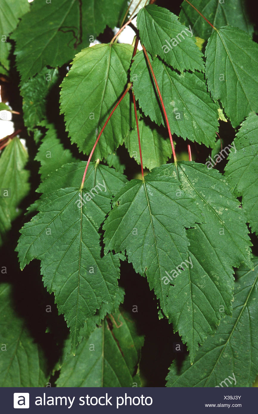 Aceraceae Family High Resolution Stock Photography and Images - Alamy