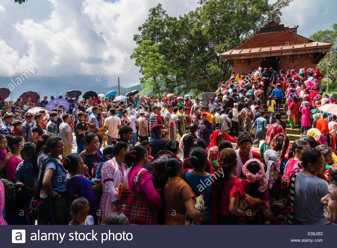 Roosters High Resolution Stock Photography and Images - Alamy