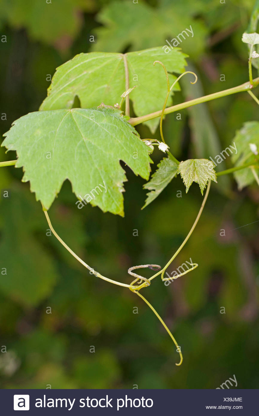 Climbing Vine Tendril High Resolution Stock Photography and Images - Alamy