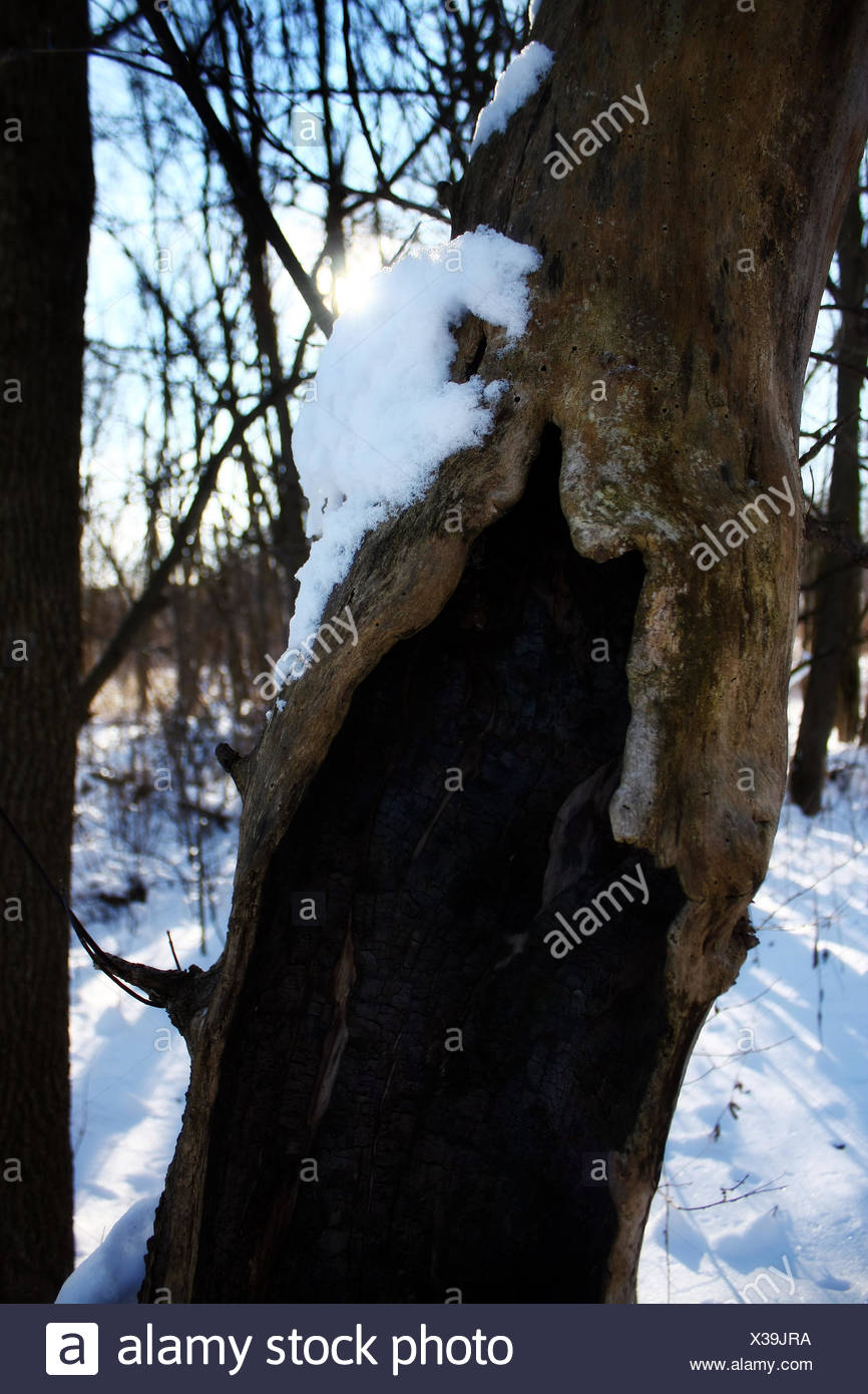 Spooky Tree Bark Stock Photos & Spooky Tree Bark Stock Images - Alamy