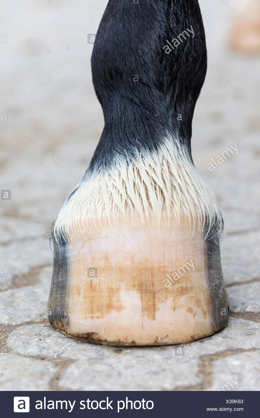 Barefoot Hoof Germany Stock Photos & Barefoot Hoof Germany Stock Images ...