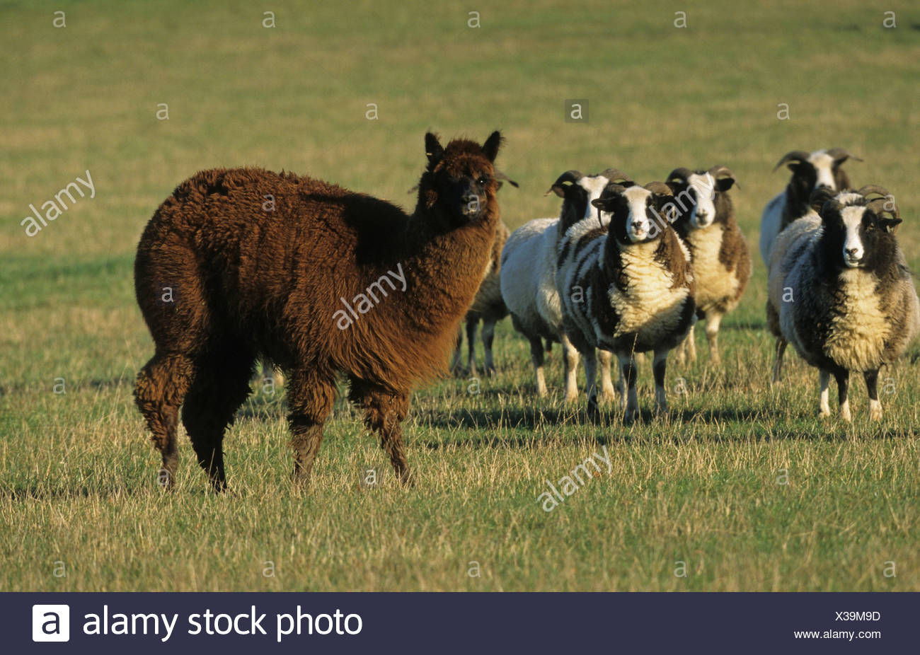 Alpaca Britain High Resolution Stock Photography and Images - Alamy