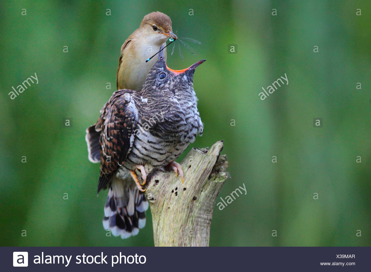 Cuckoo Chick Stock Photos & Cuckoo Chick Stock Images - Alamy