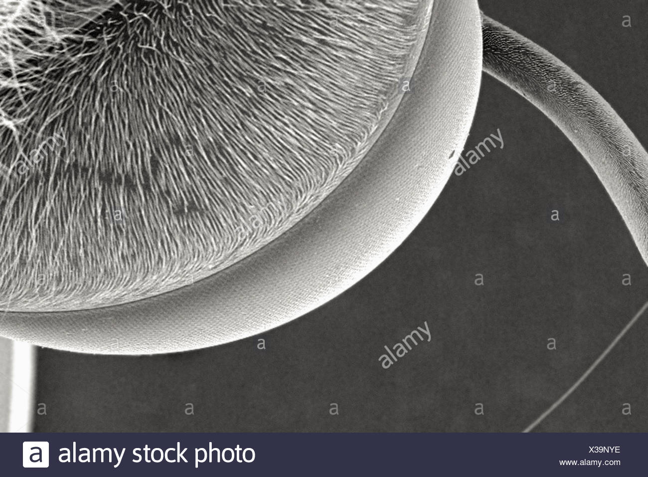 Compound Eye Sem High Resolution Stock Photography and Images - Alamy
