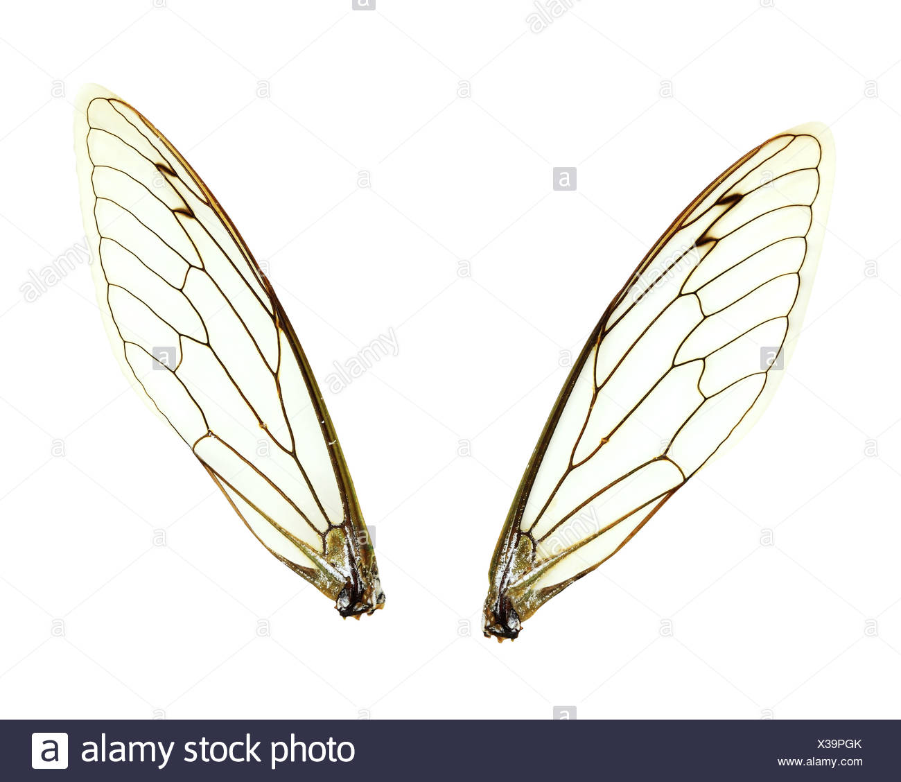 Two Wing Fly High Resolution Stock Photography and Images - Alamy