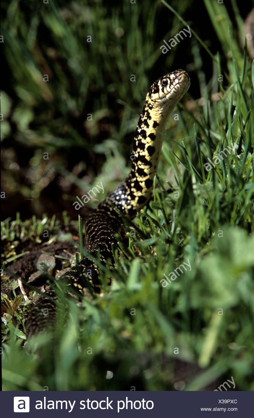 Coluber Viridiflavus High Resolution Stock Photography and Images - Alamy