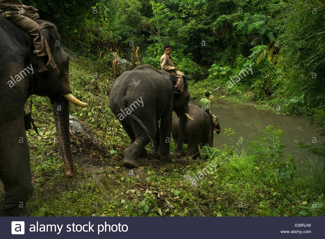 Men Riding Elephants Stock Photos & Men Riding Elephants Stock Images ...