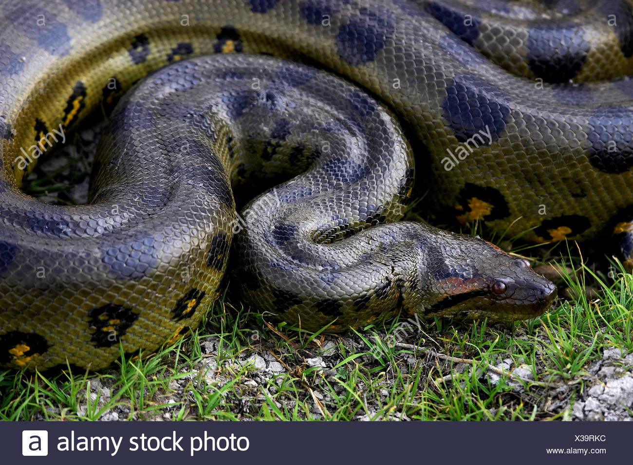 Green Anaconda Eunectes Murinus High Resolution Stock Photography and ...