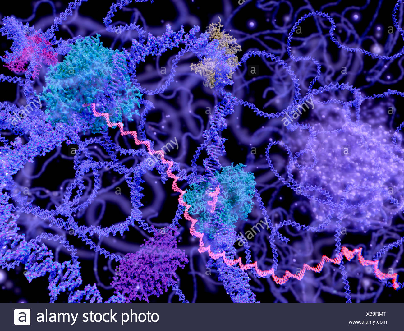 Rna Genetic Material High Resolution Stock Photography and Images - Alamy