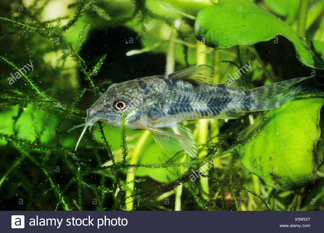 Blue Catfish High Resolution Stock Photography and Images - Alamy