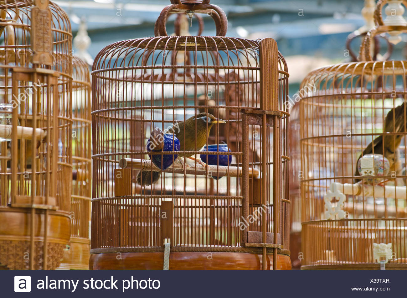 Singapore Singing Bird High Resolution Stock Photography and Images - Alamy