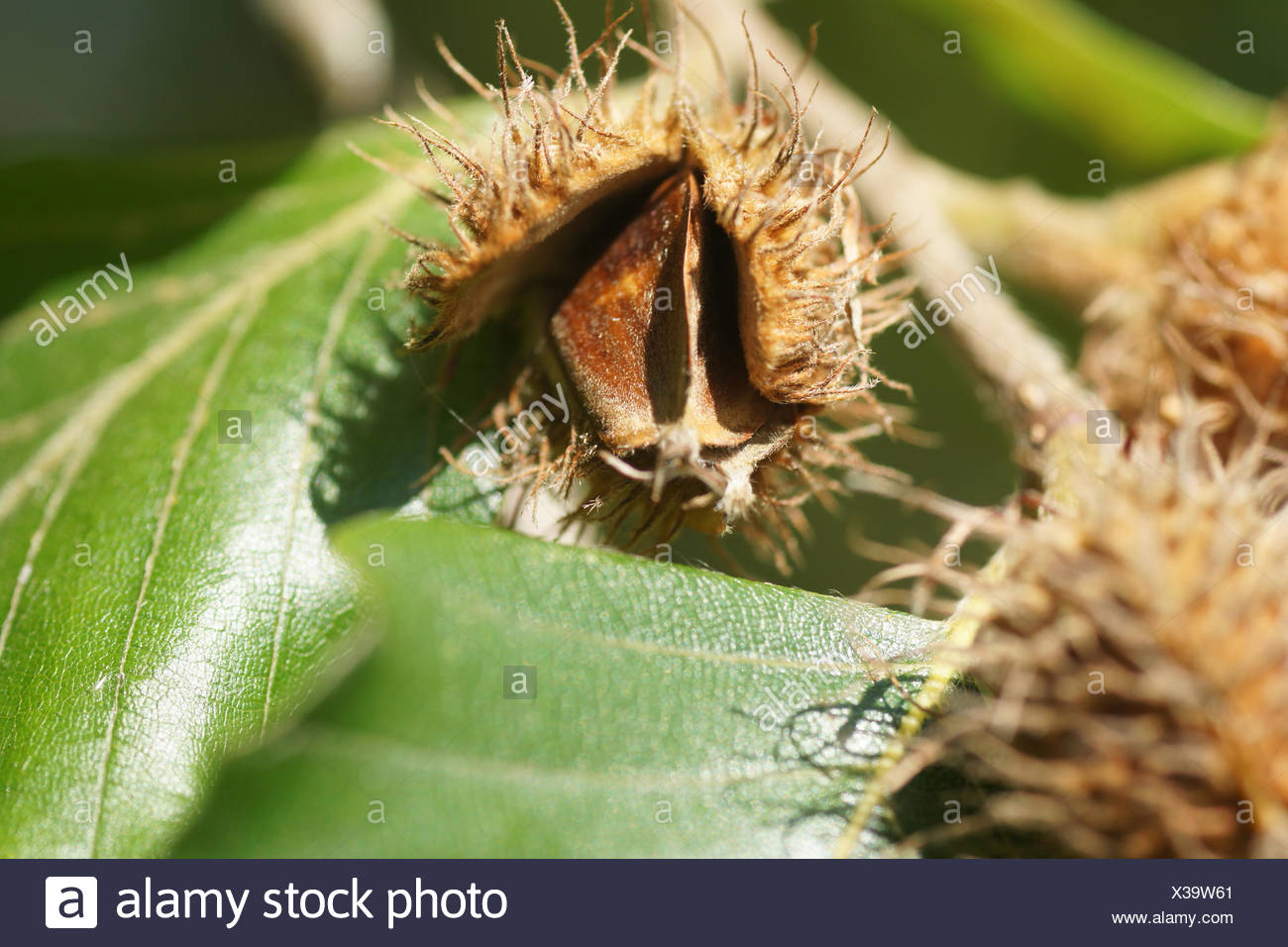 Beech Nut Stock Photos & Beech Nut Stock Images - Alamy