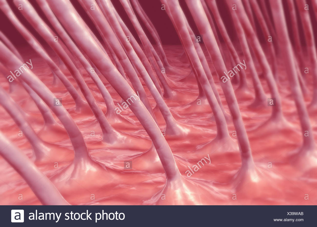 Cilia Stock Photos & Cilia Stock Images - Alamy