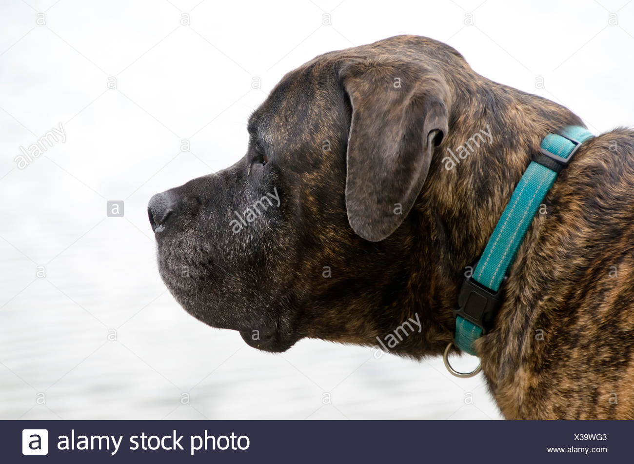 English Mastiff High Resolution Stock Photography and Images - Alamy