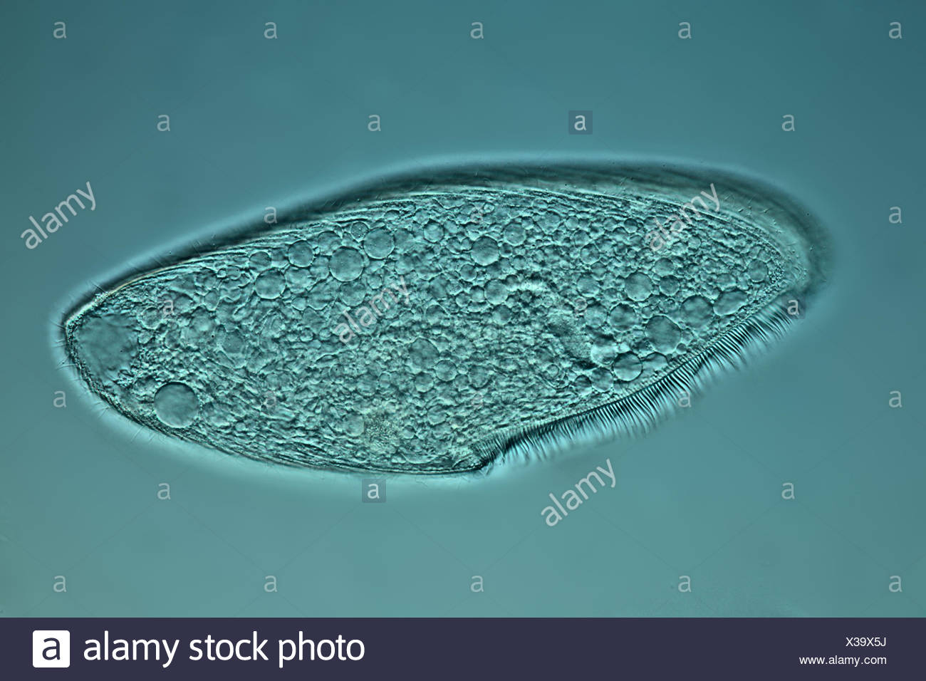 Blepharisma Japonicum High Resolution Stock Photography and Images - Alamy