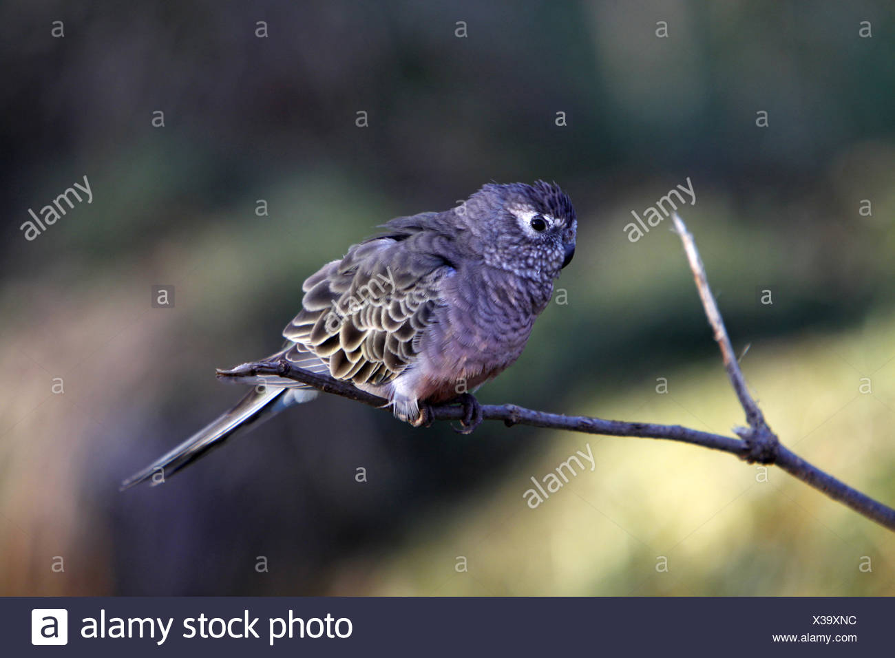 Bourkes Parrot High Resolution Stock Photography and Images - Alamy