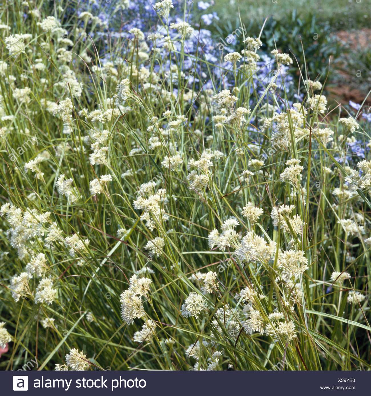 Luzula Nivea High Resolution Stock Photography and Images - Alamy