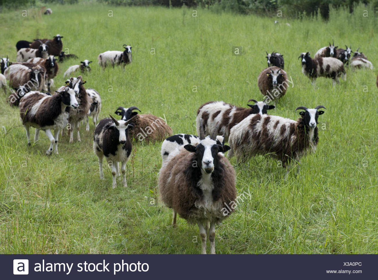 Goats Wool High Resolution Stock Photography and Images - Alamy