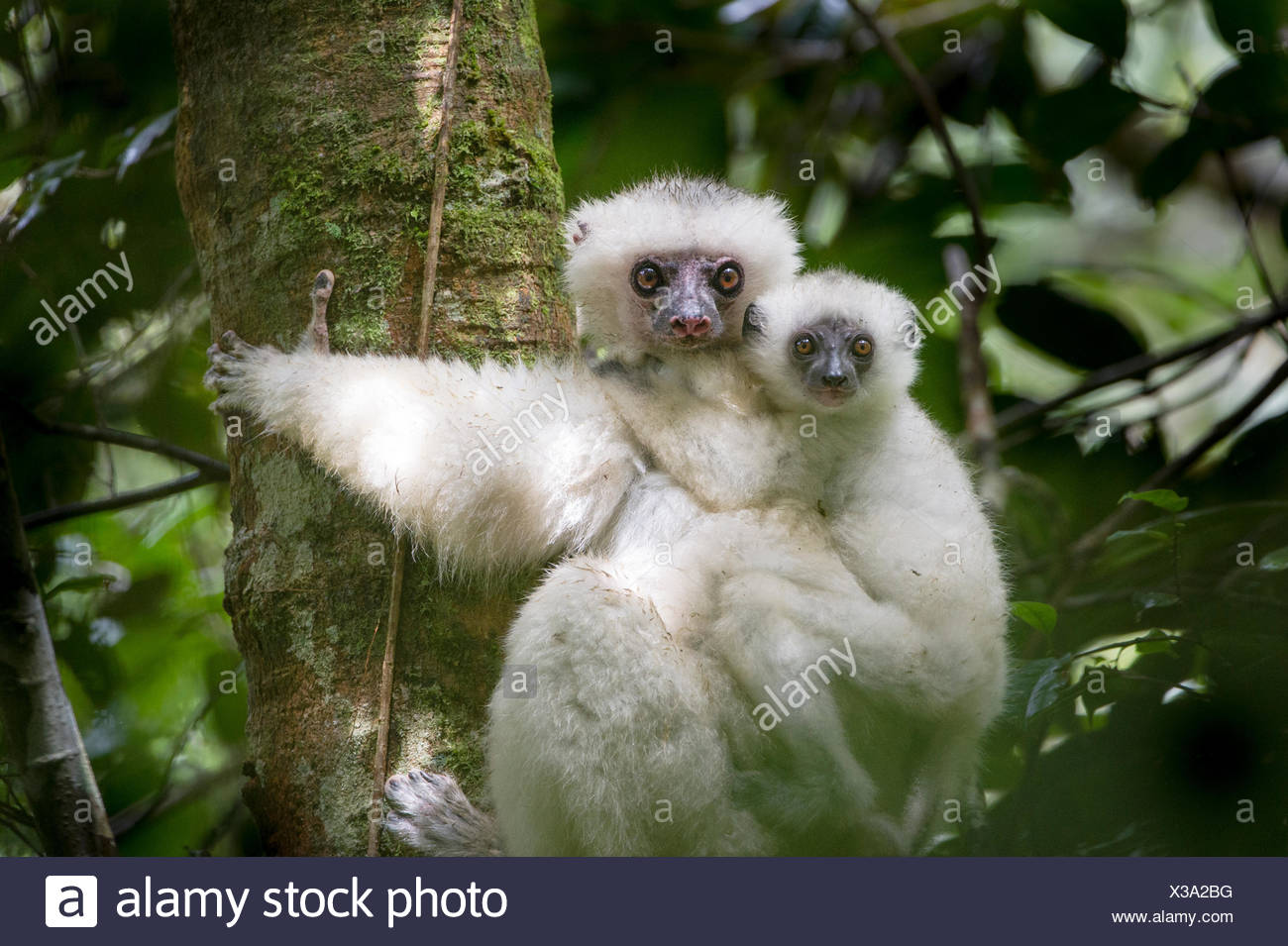 Africa Madagascar Marojejy National Park High Resolution Stock ...