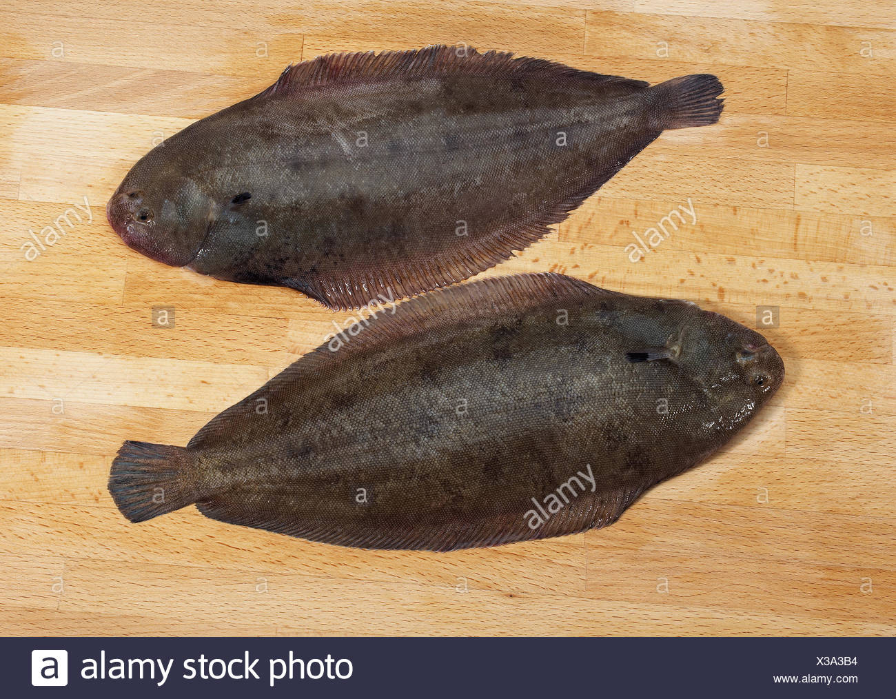 Common Sole (solea Solea) Stock Photos & Common Sole (solea Solea ...