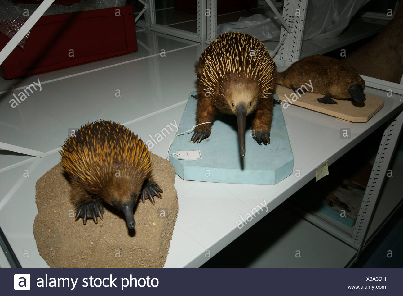 Monotremes Stock Photos & Monotremes Stock Images - Alamy