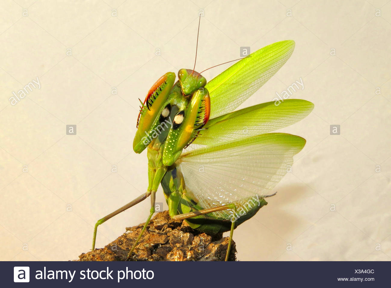 Fangschrecken High Resolution Stock Photography and Images - Alamy