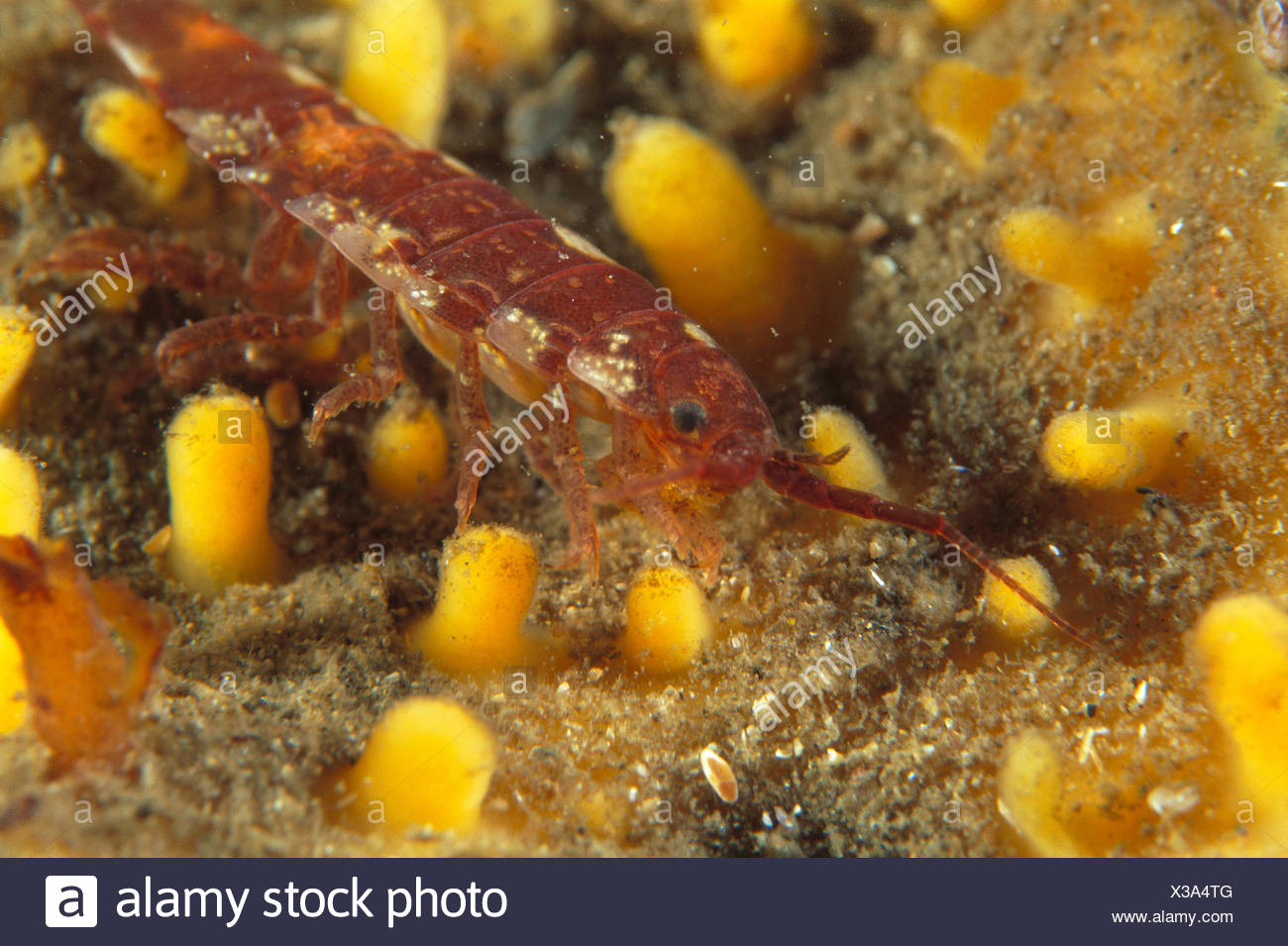 Idotea High Resolution Stock Photography and Images - Alamy