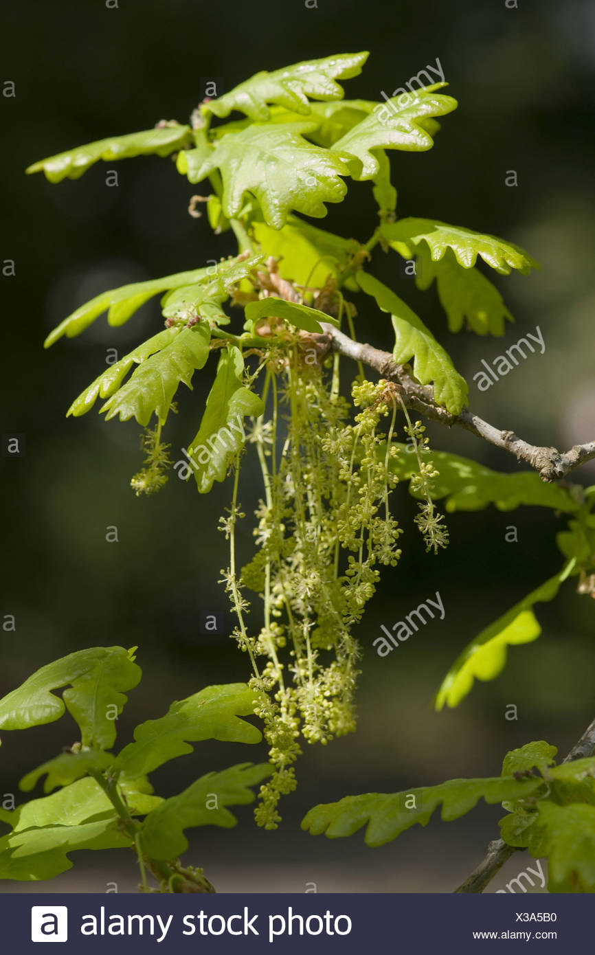 Quercus Robur Flower High Resolution Stock Photography and Images - Alamy
