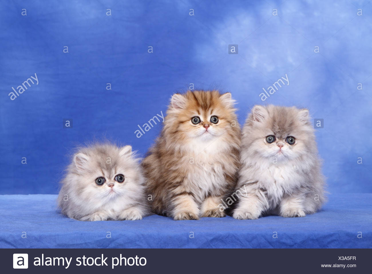 Baby Persian Cat High Resolution Stock Photography and Images - Alamy