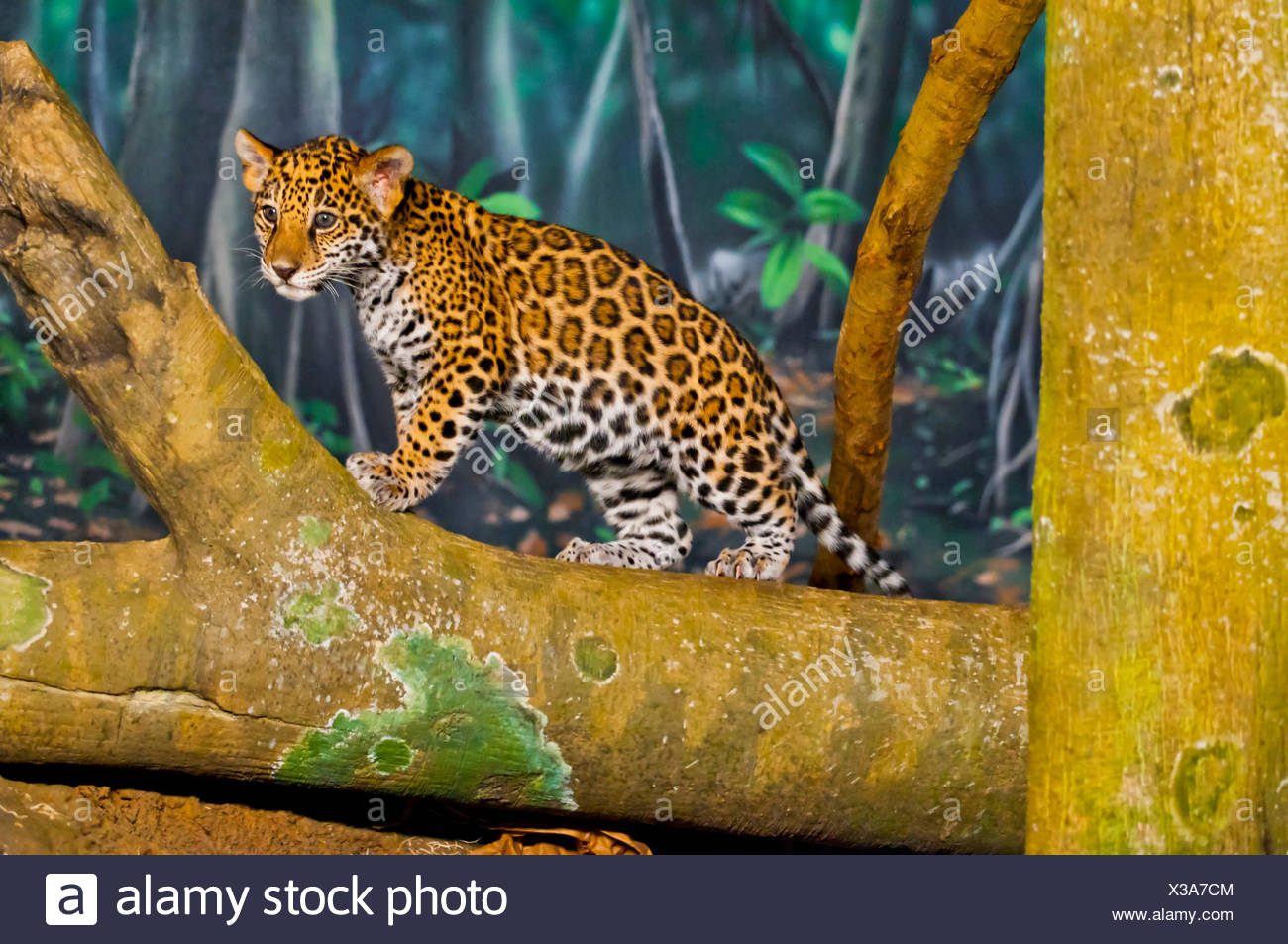 Black Panther Tree Stock Photos & Black Panther Tree Stock Images - Alamy