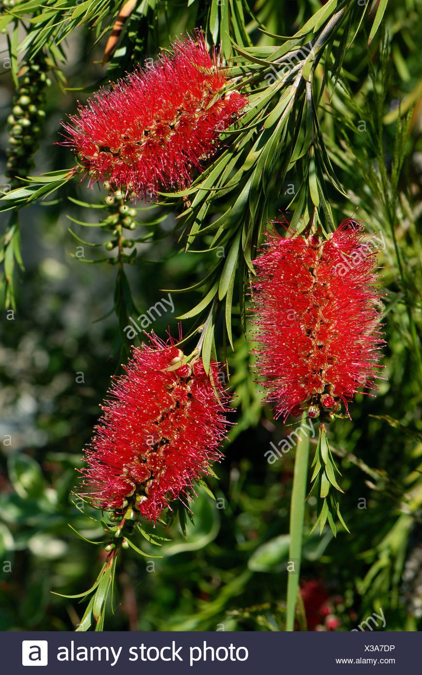 Callistemon High Resolution Stock Photography and Images - Alamy